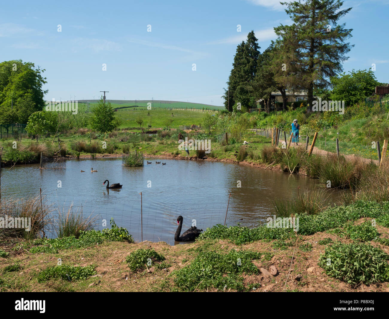 Oxton Pottery wildfowl centre south of the Soutra pass of the A68 route ...
