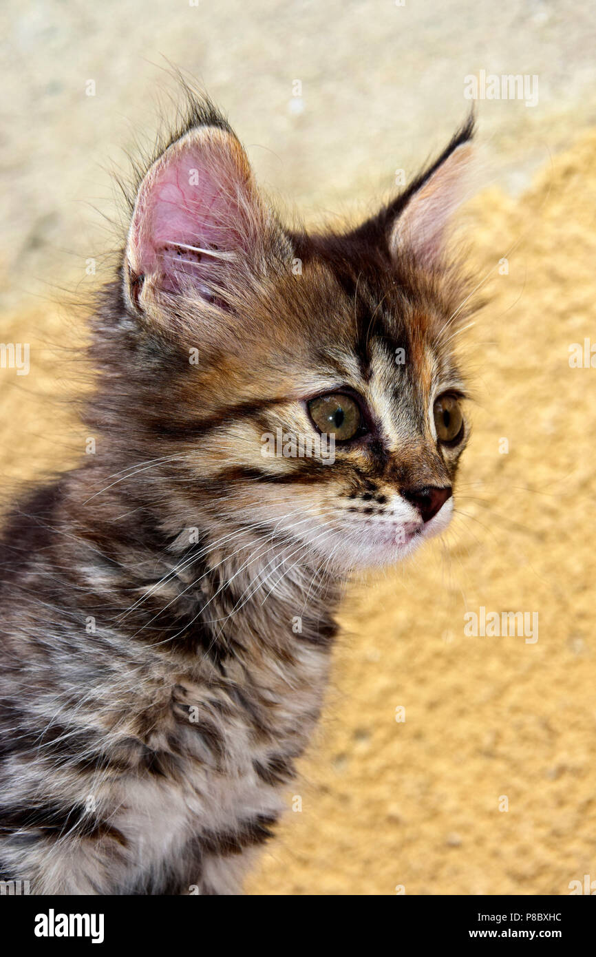 Striped ears hi-res stock photography and images - Alamy