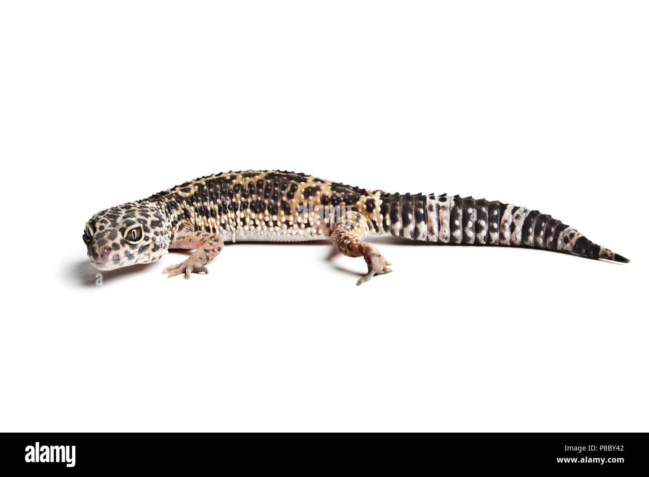 Lizard. Leopard gecko. Close-up of a leopard gecko, isolated on white ...