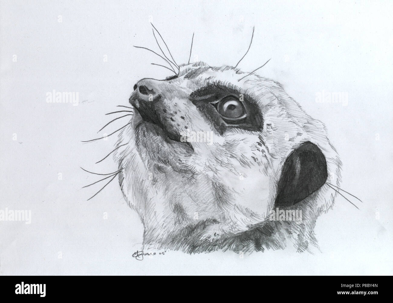 Meerkat drawing hi-res stock photography and images - Alamy