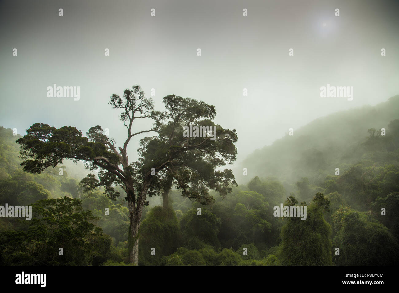 Forest mist hi-res stock photography and images - Alamy