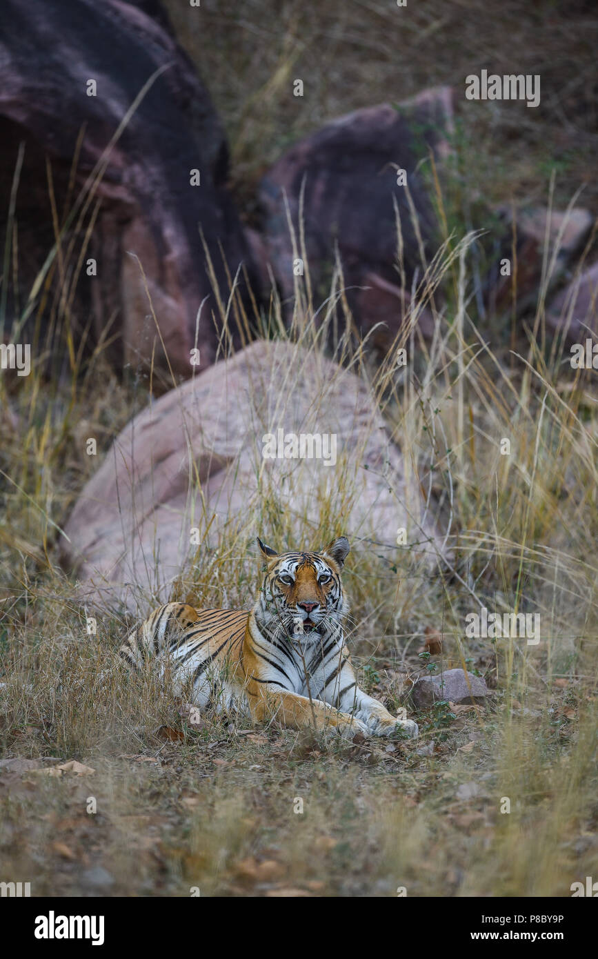 A beautiful tigress resting in her territory Stock Photo - Alamy