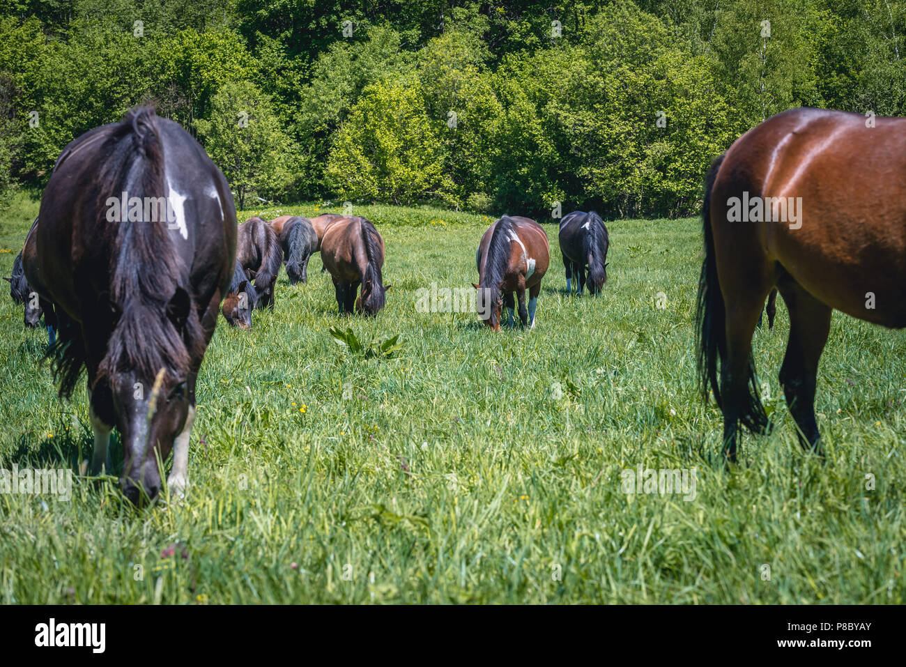 Hucul ponies hi-res stock photography and images - Alamy