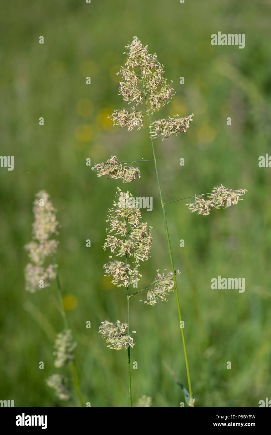 Cocksfoot or cock's-foot grass, Dactylis glomerata, flowering grass ...