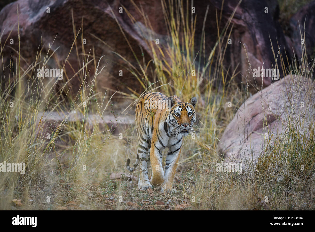 Tiger Stalking Prey Stock Photos & Tiger Stalking Prey Stock Images - Alamy