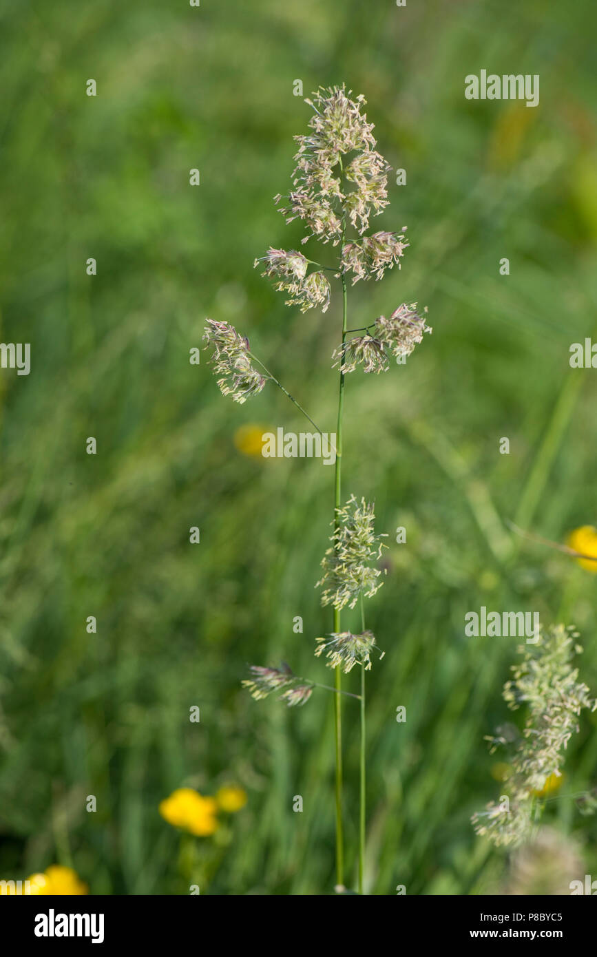 Cocksfoot or cock's-foot grass, Dactylis glomerata, flowering grass ...