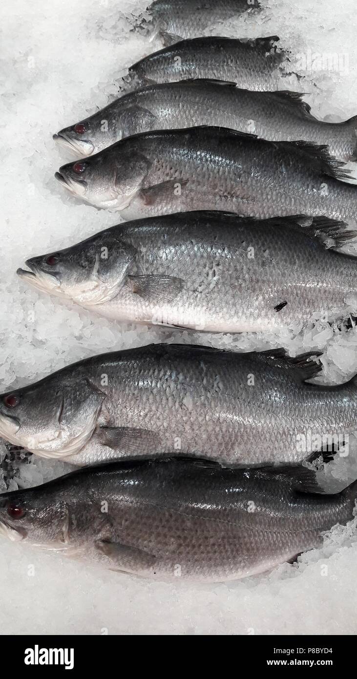 beautiful picture of Barramundi (Lates calcarifer) in Thai market Stock ...