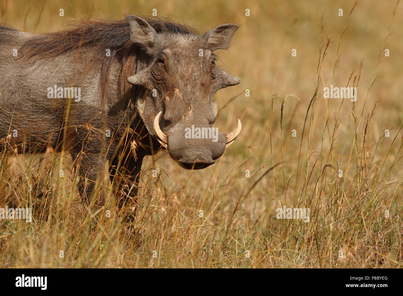 Warthog common warthog, wild pig African hog Stock Photo - Alamy