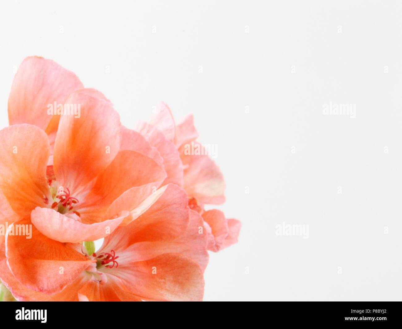 Geranium Flowers Cut Out High Resolution Stock Photography and Images ...