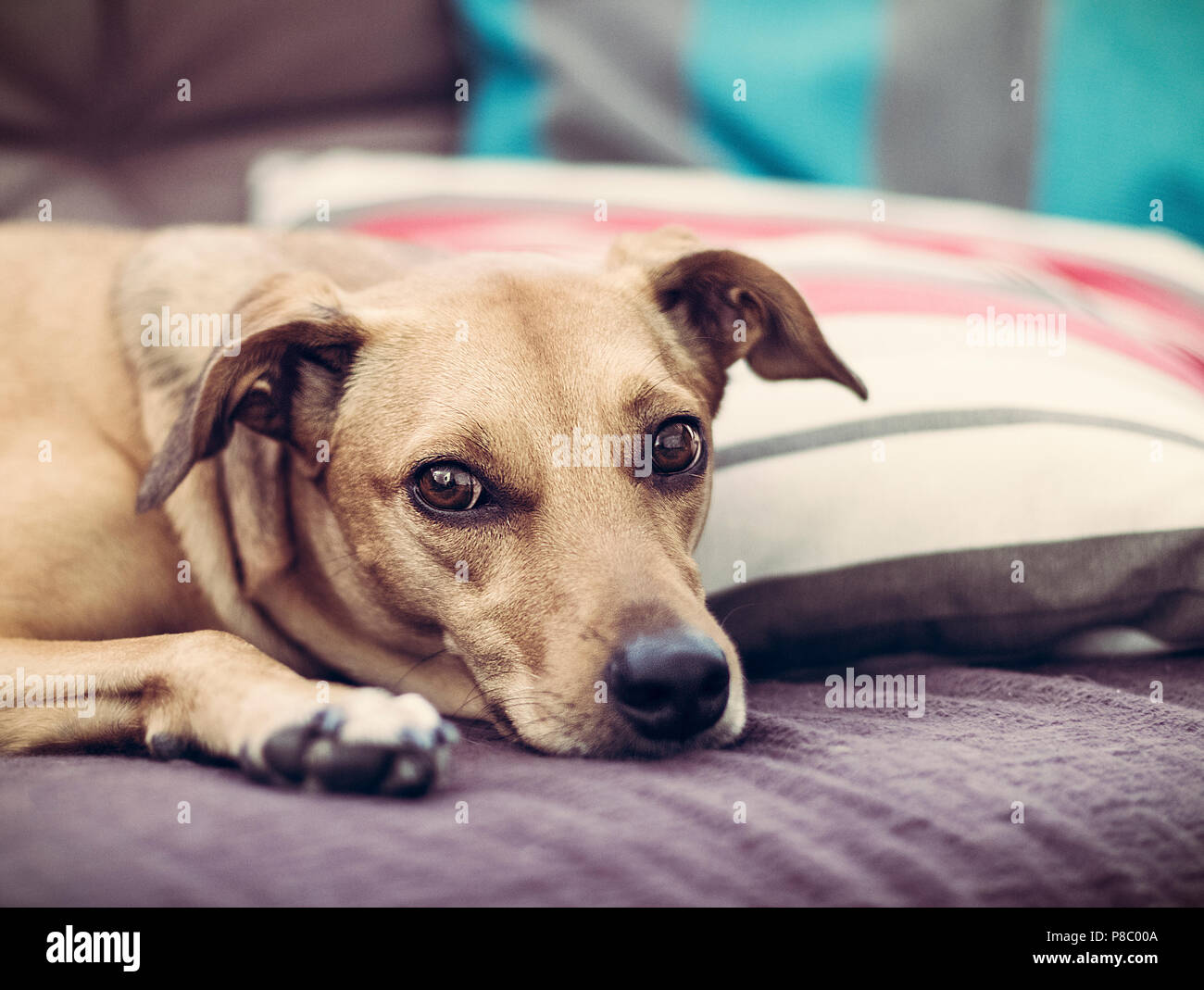Caramel Dog High Resolution Stock Photography and Images - Alamy