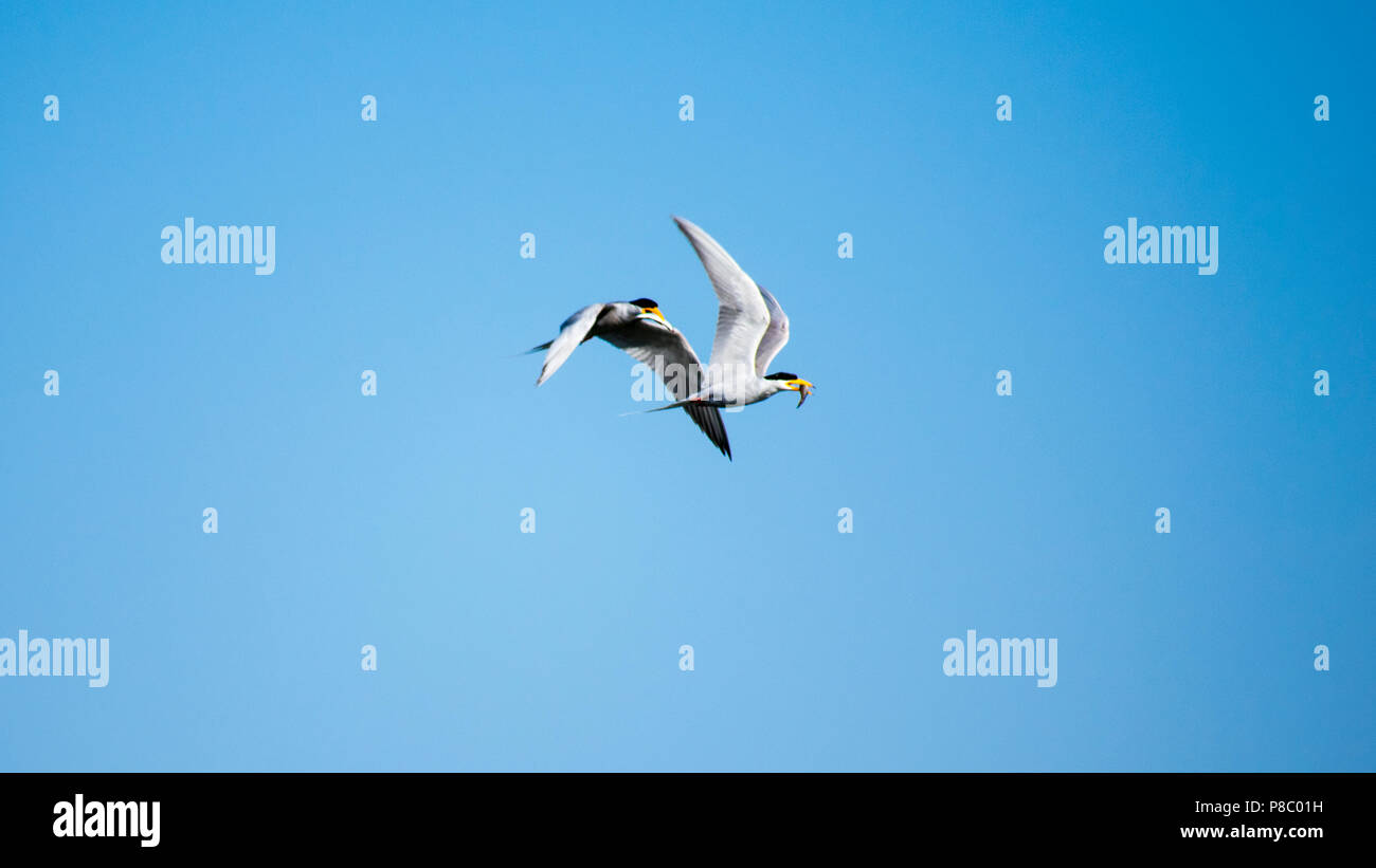 Testimage hi-res stock photography and images - Alamy