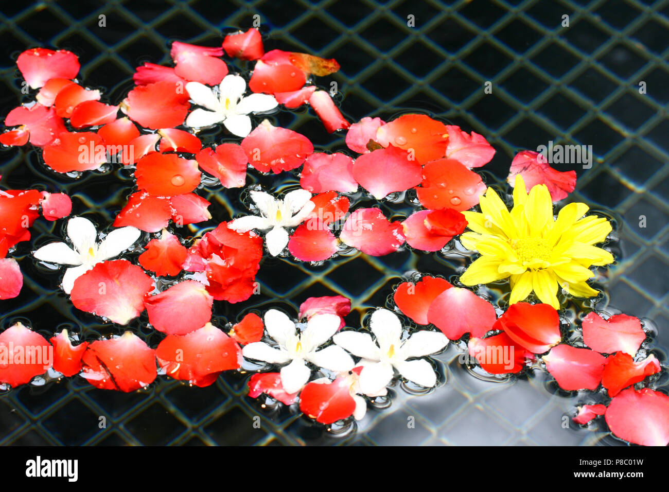 flowers floating in water Stock Photo - Alamy