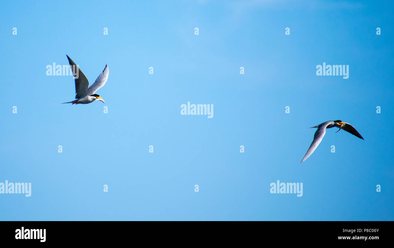 Indian river fish hi-res stock photography and images - Alamy