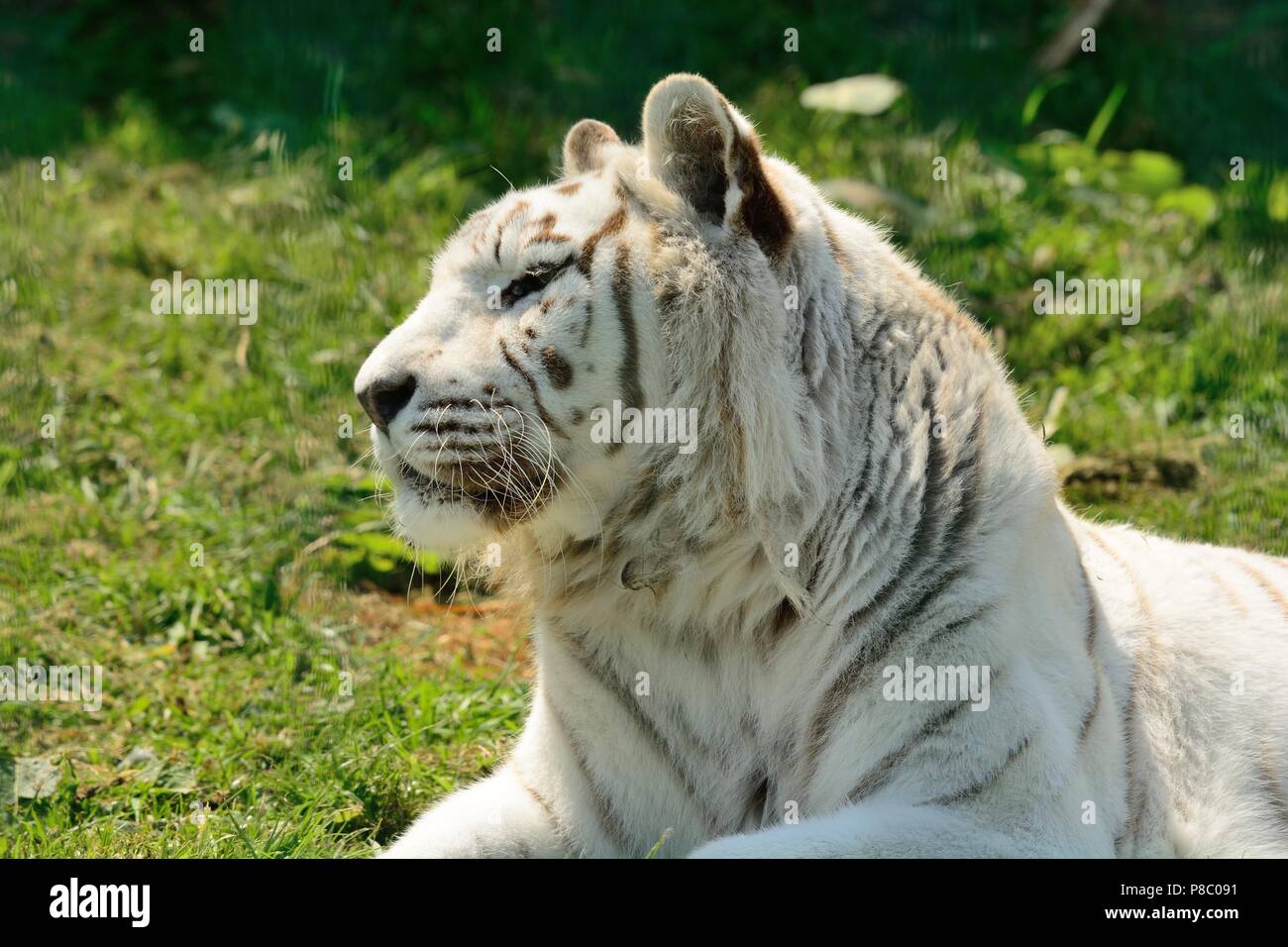 Portrait of a white tiger sitting on the grass Stock Photo - Alamy