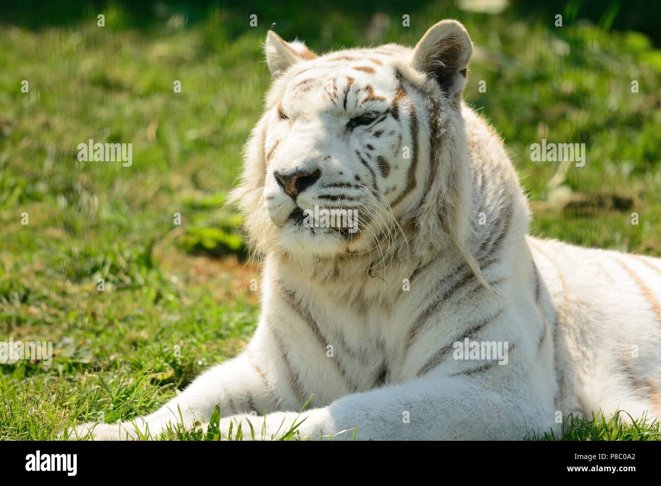 Portrait of a white tiger sitting on the grass Stock Photo - Alamy