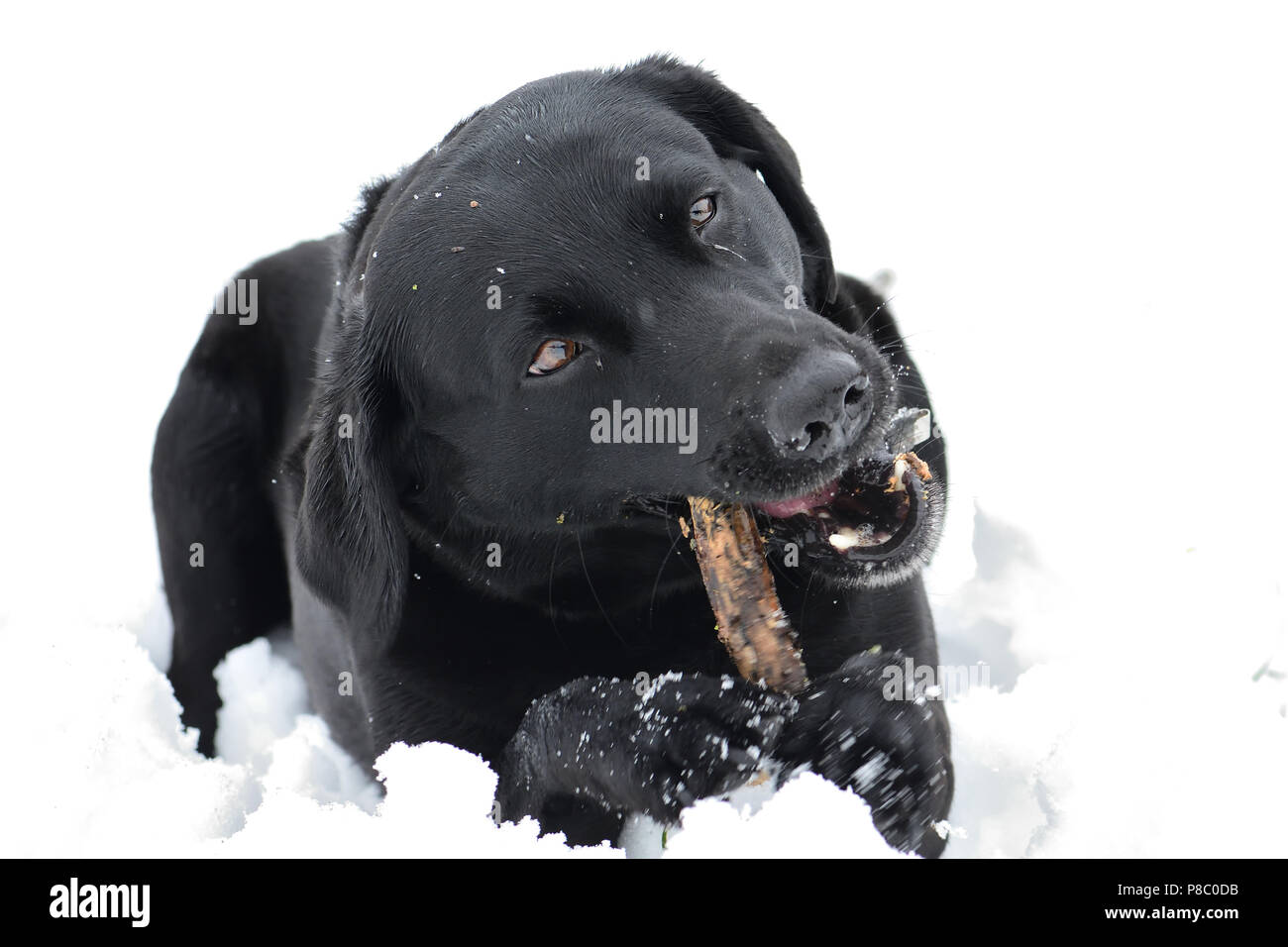 Black labrador dog chewing on hi-res stock photography and images - Alamy