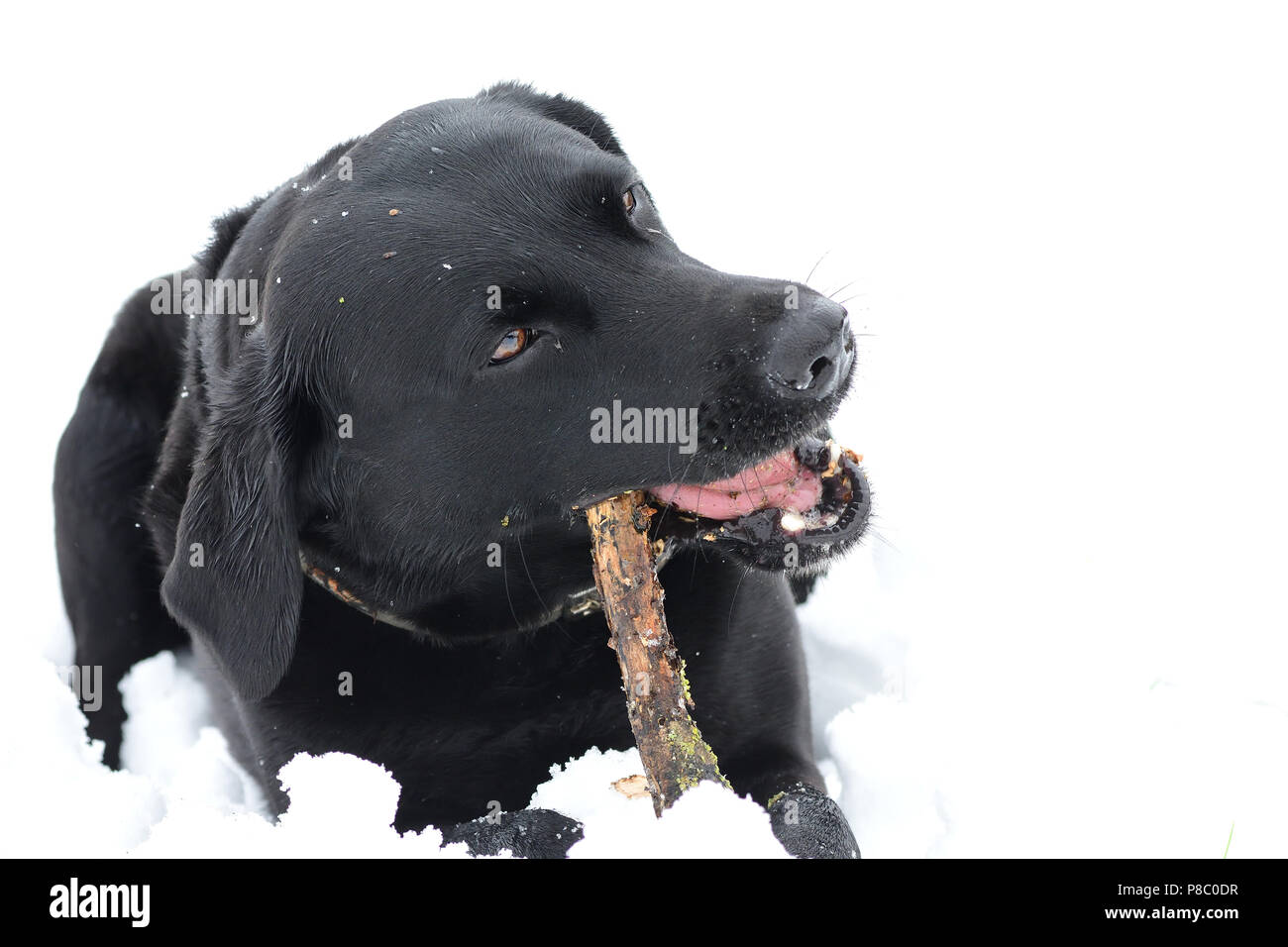 Black labrador retriever outdoors Cut Out Stock Images & Pictures - Alamy