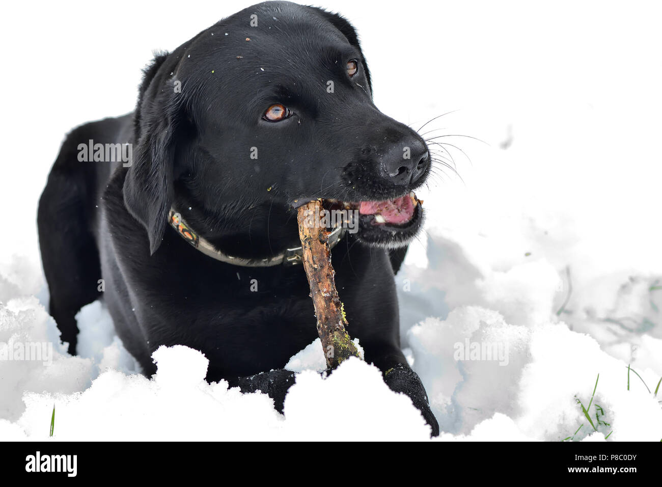 Low angle view of a young black Labrador retriever chewing a stick ...