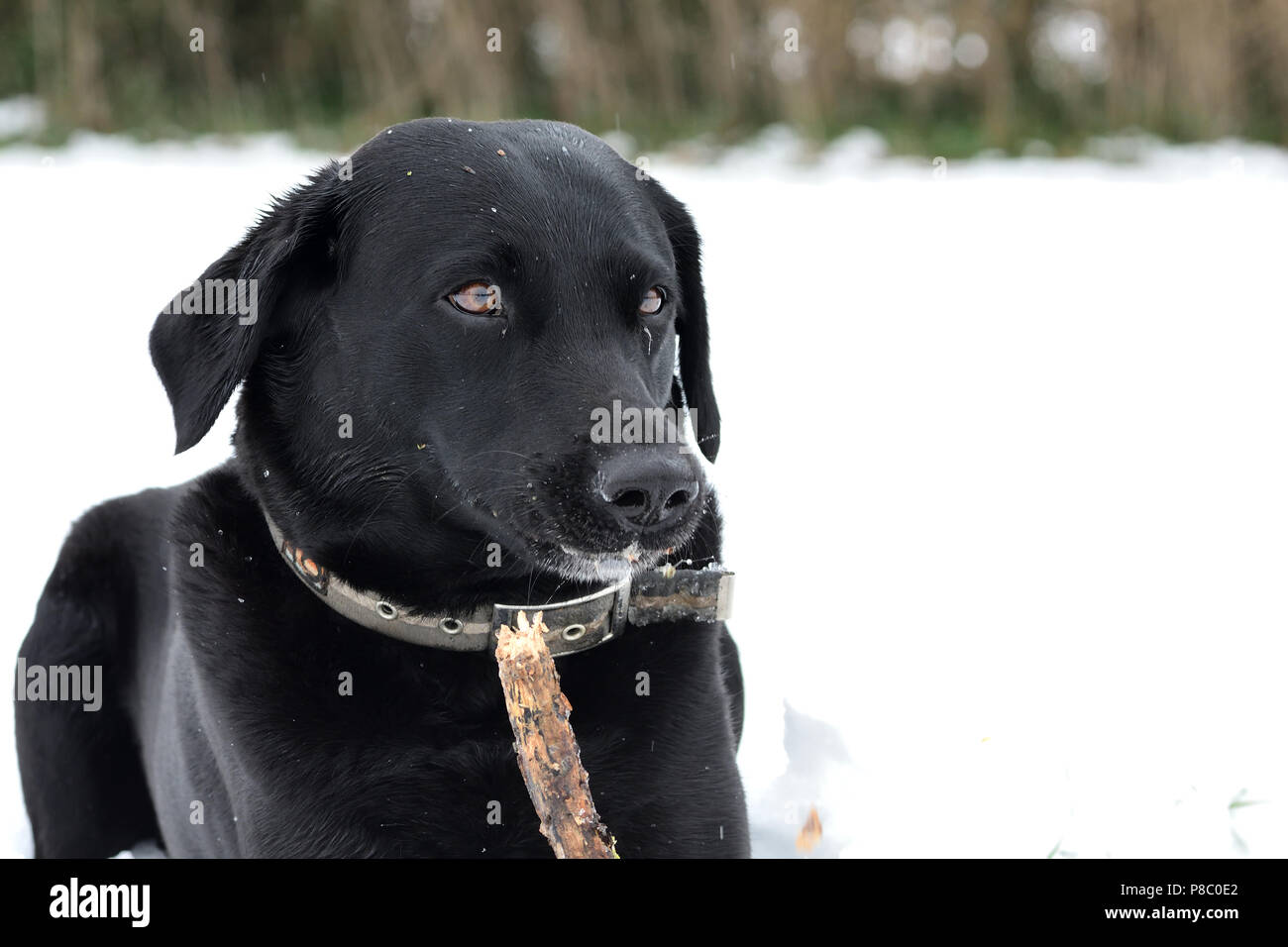 Black labrador dog chewing on hi-res stock photography and images - Alamy