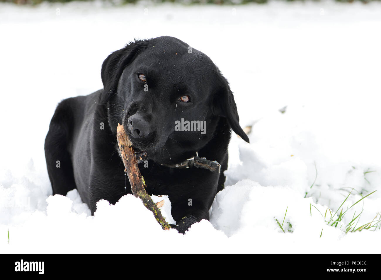 Black labrador dog chewing on hi-res stock photography and images - Alamy