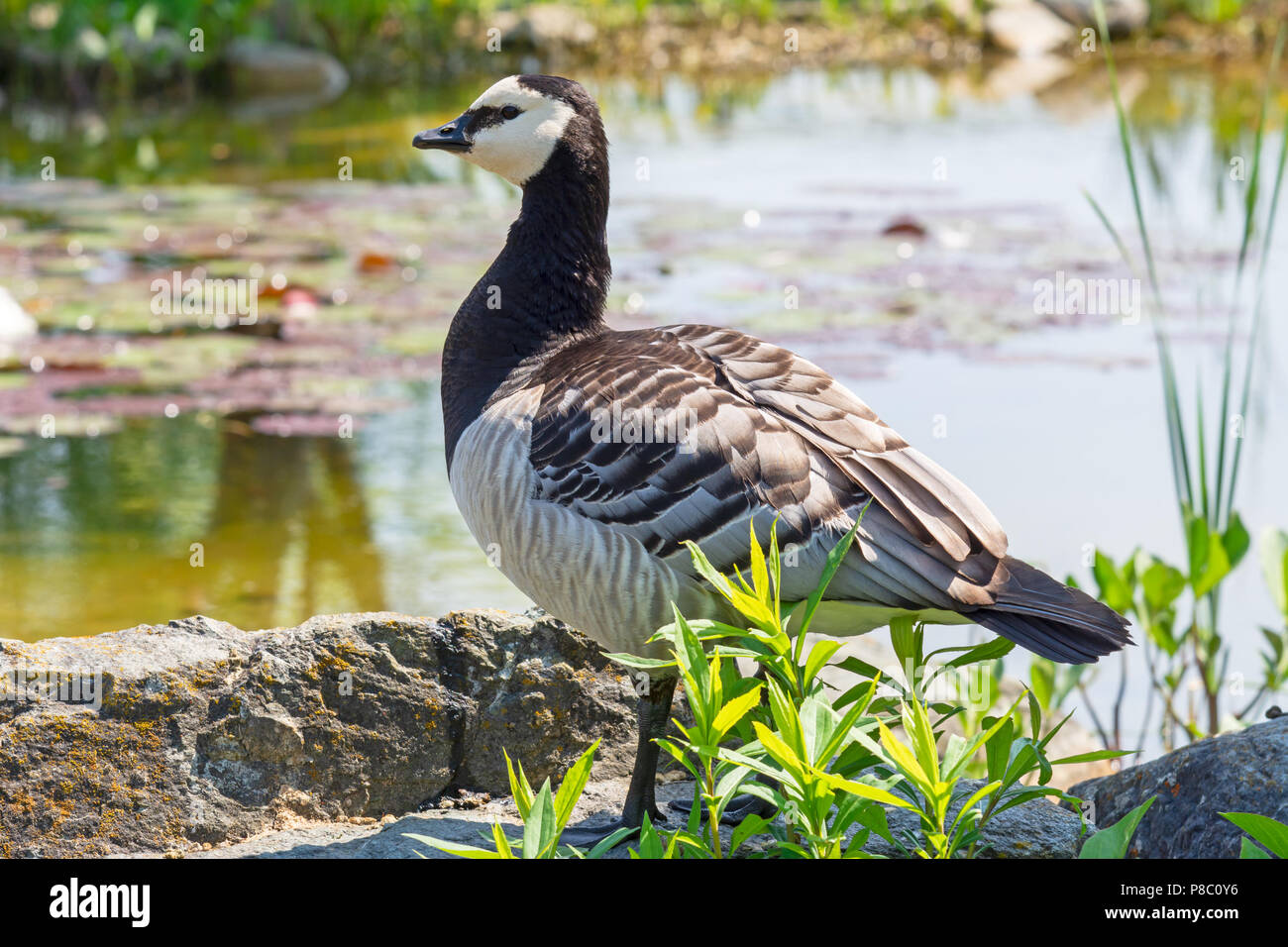 Closeup of a standing barnacle goose Stock Photo - Alamy