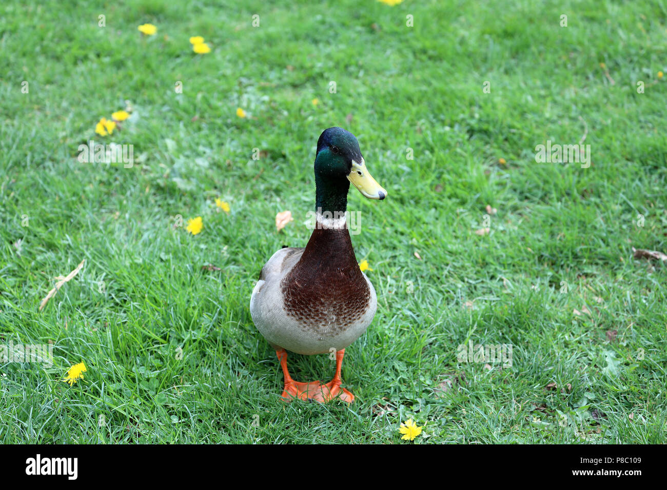 Beautiful Male Duck in a Meadow With Yellow Buttercups Stock Photo - Alamy