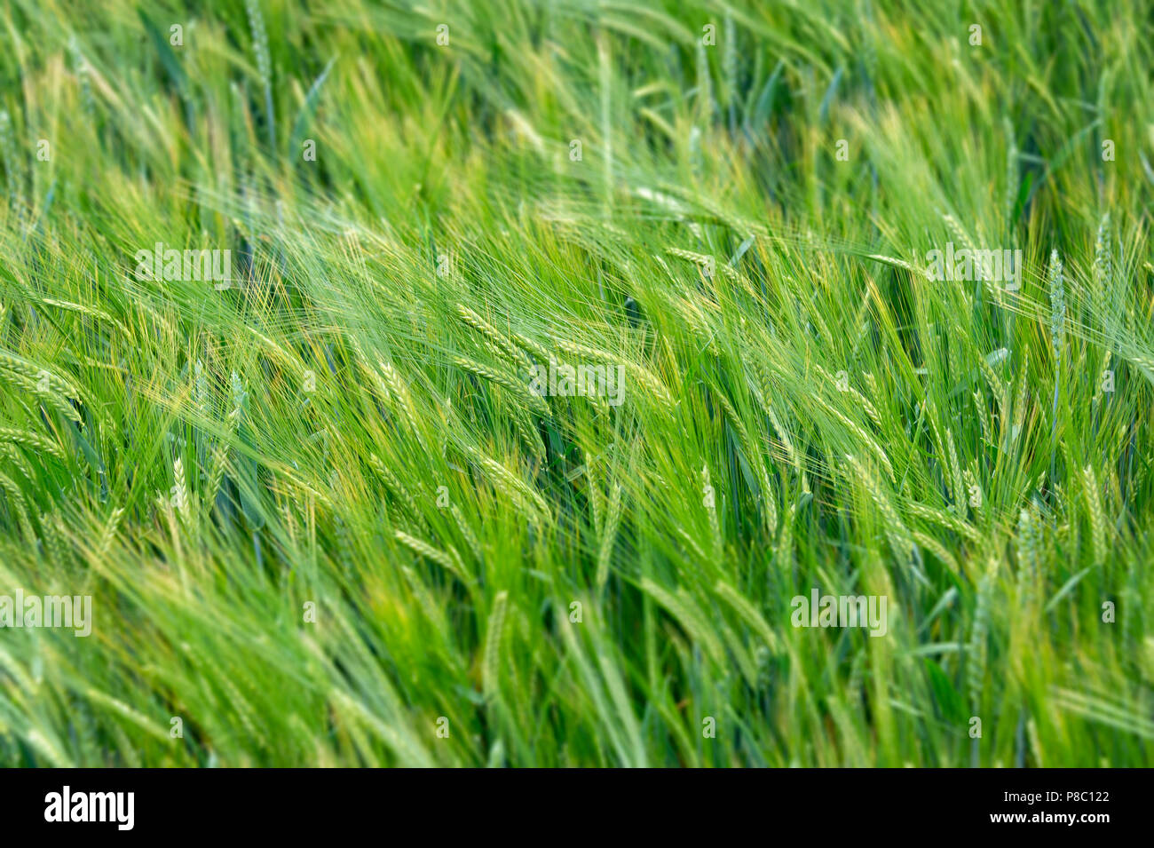 Backdrop of wild grass hi-res stock photography and images - Alamy