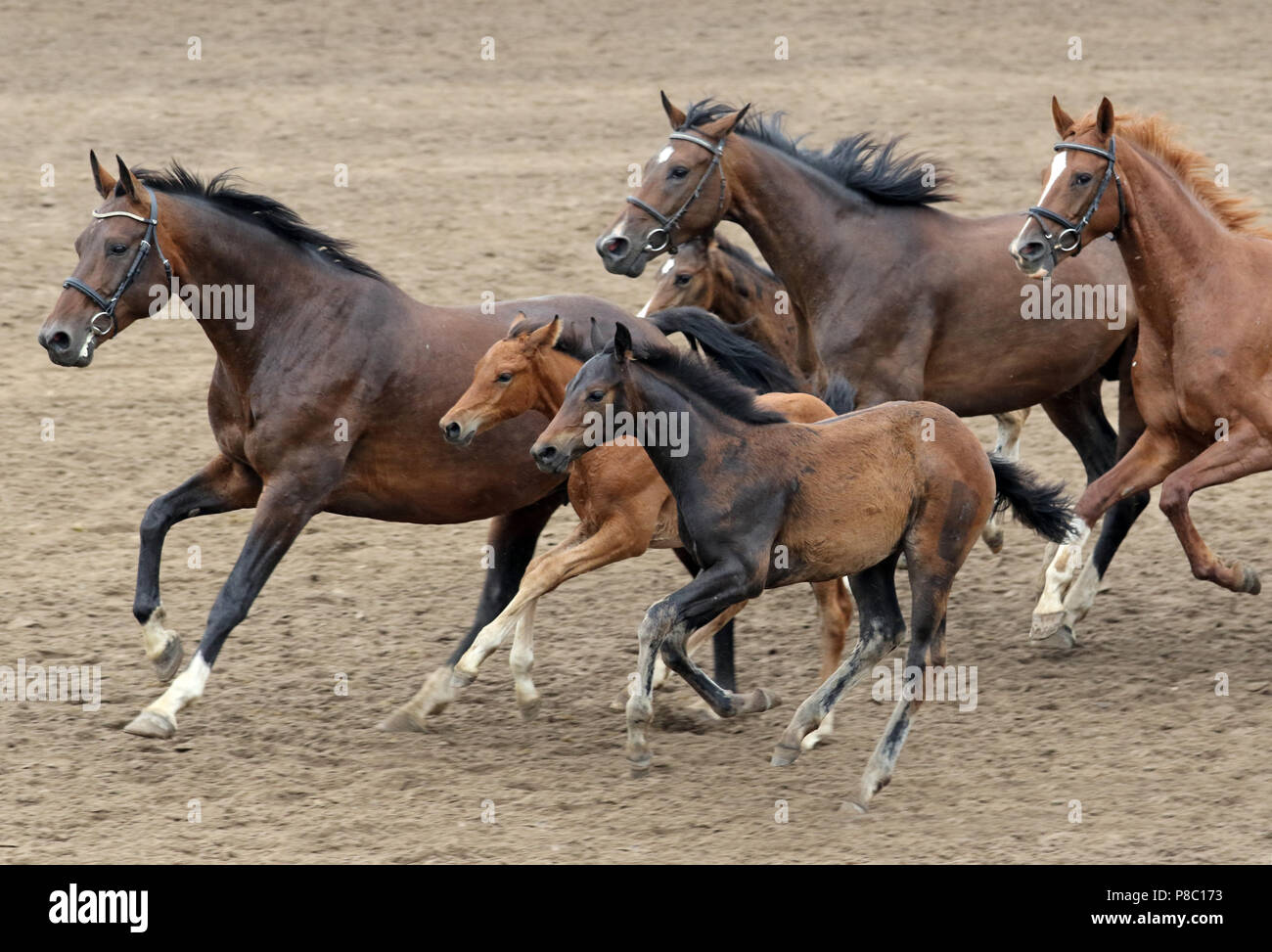 Mares and foals hi-res stock photography and images - Alamy
