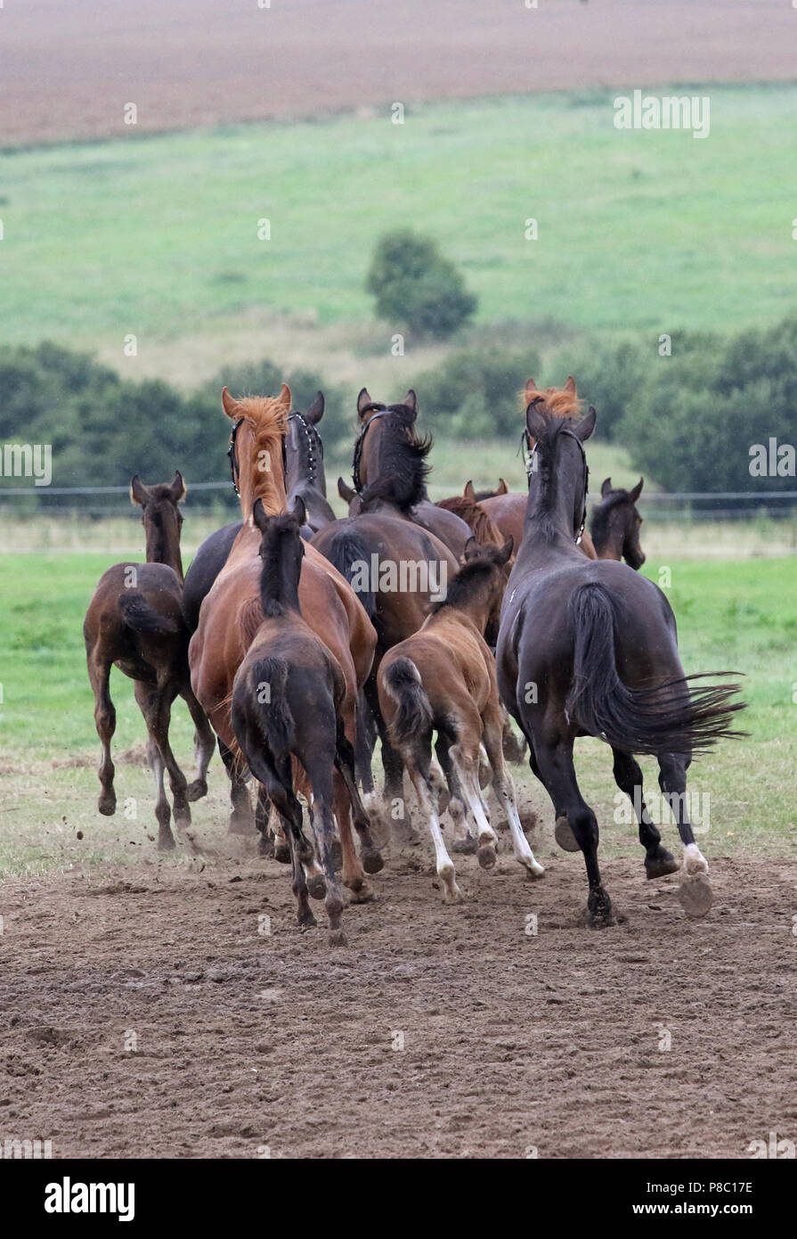 Group of mares with foals hi-res stock photography and images - Alamy