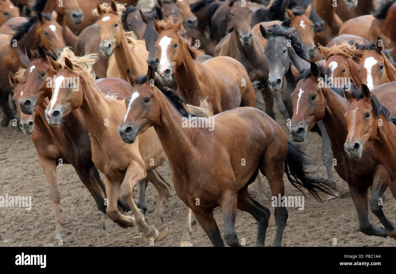 Horse herd galloping hi-res stock photography and images - Alamy