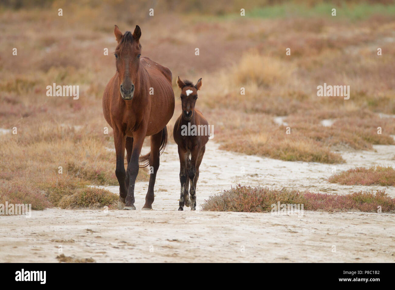 Mustang ranch hi-res stock photography and images - Alamy