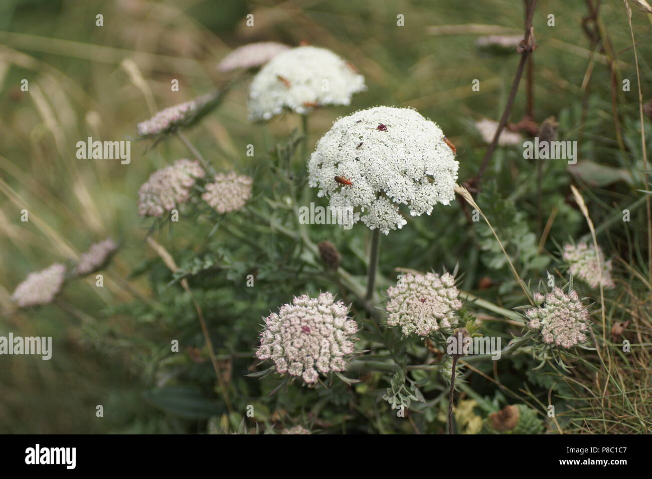 Wild carrot daucus uk hi-res stock photography and images - Alamy