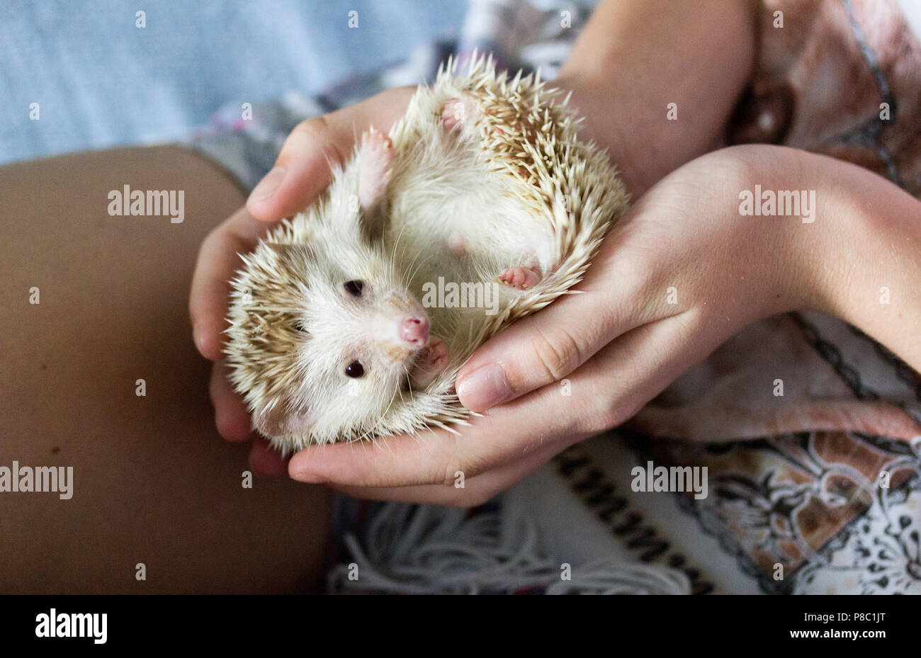 African pygmy hedgehog lying on his back in the hands of a girl Stock ...