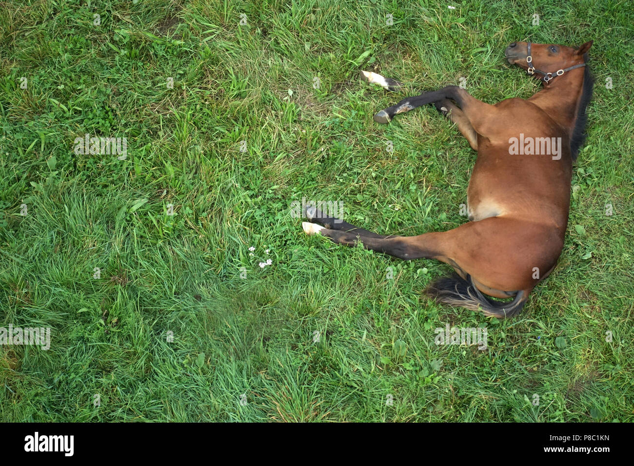 Aerial view of horses hi-res stock photography and images - Alamy