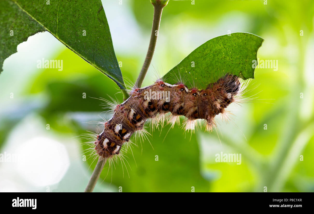 Colorful caterpillar eating leaf-close up Stock Photo - Alamy