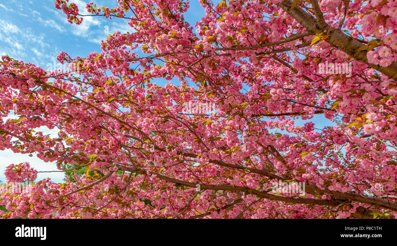 Pink cherry blossoms tree hi-res stock photography and images - Alamy