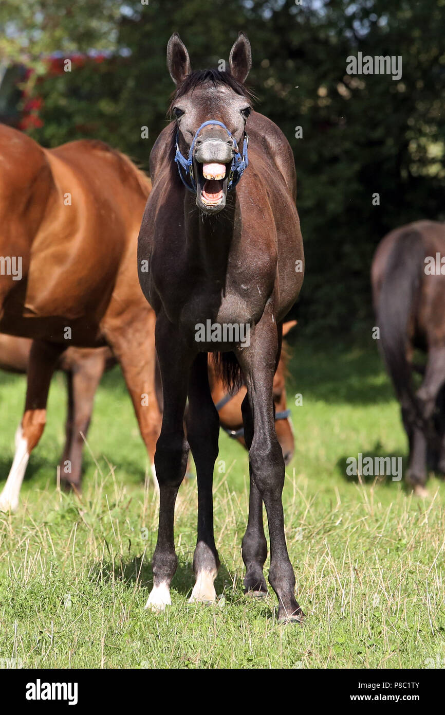 Westerberg hi-res stock photography and images - Alamy