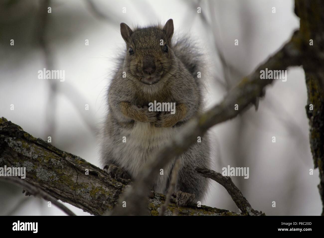 Squirrel claws hi-res stock photography and images - Alamy
