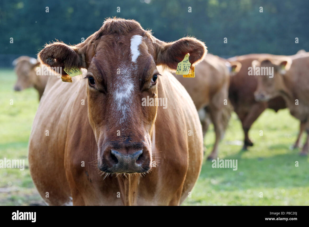Cattle cow germany hi-res stock photography and images - Alamy