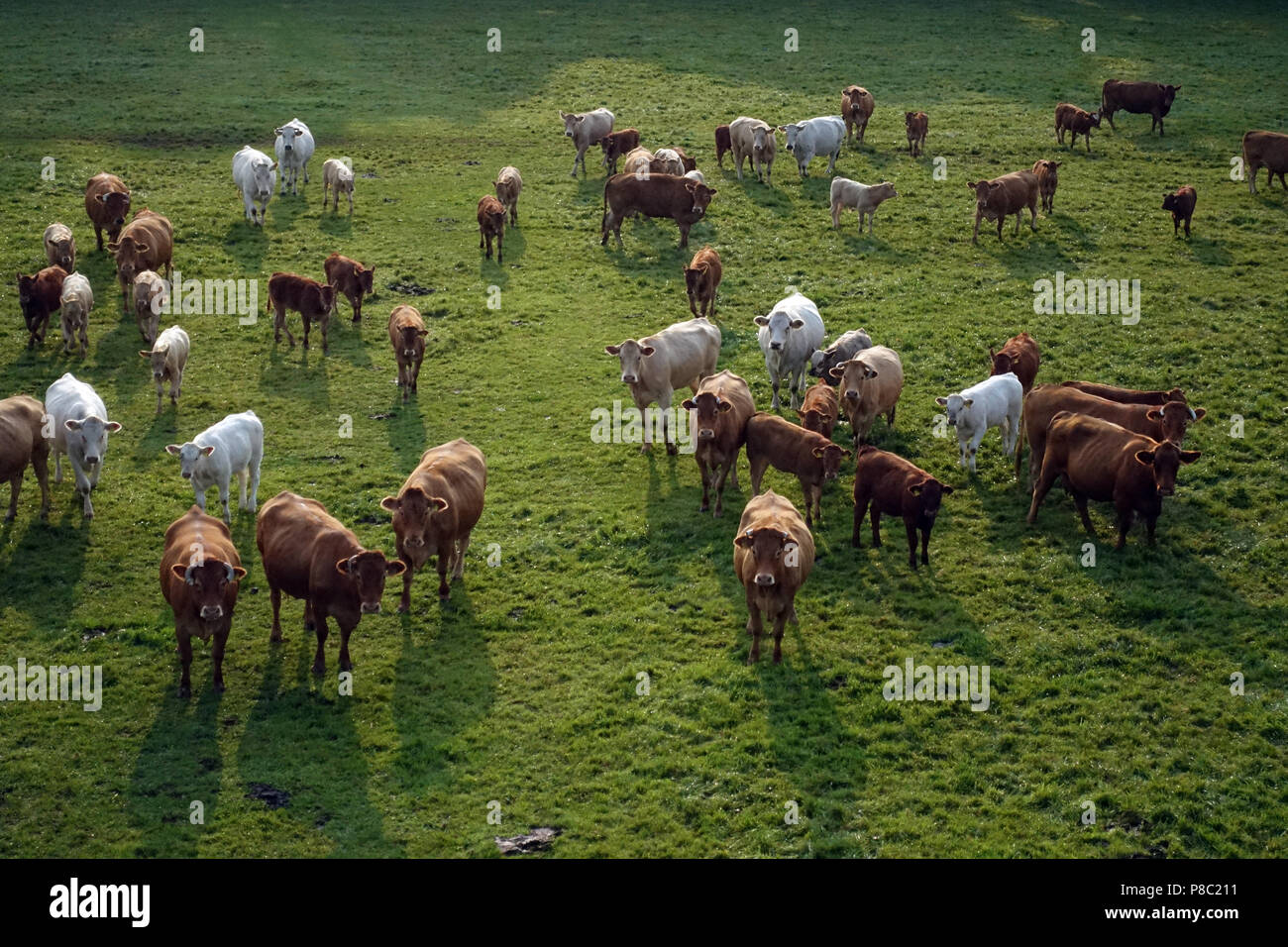 Calfs germany hi-res stock photography and images - Alamy