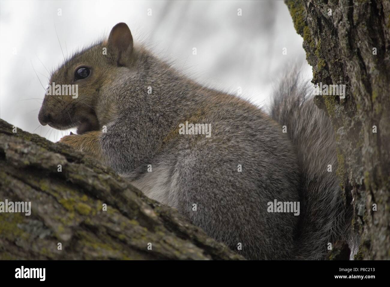 Grey squirrel tree hi-res stock photography and images - Alamy
