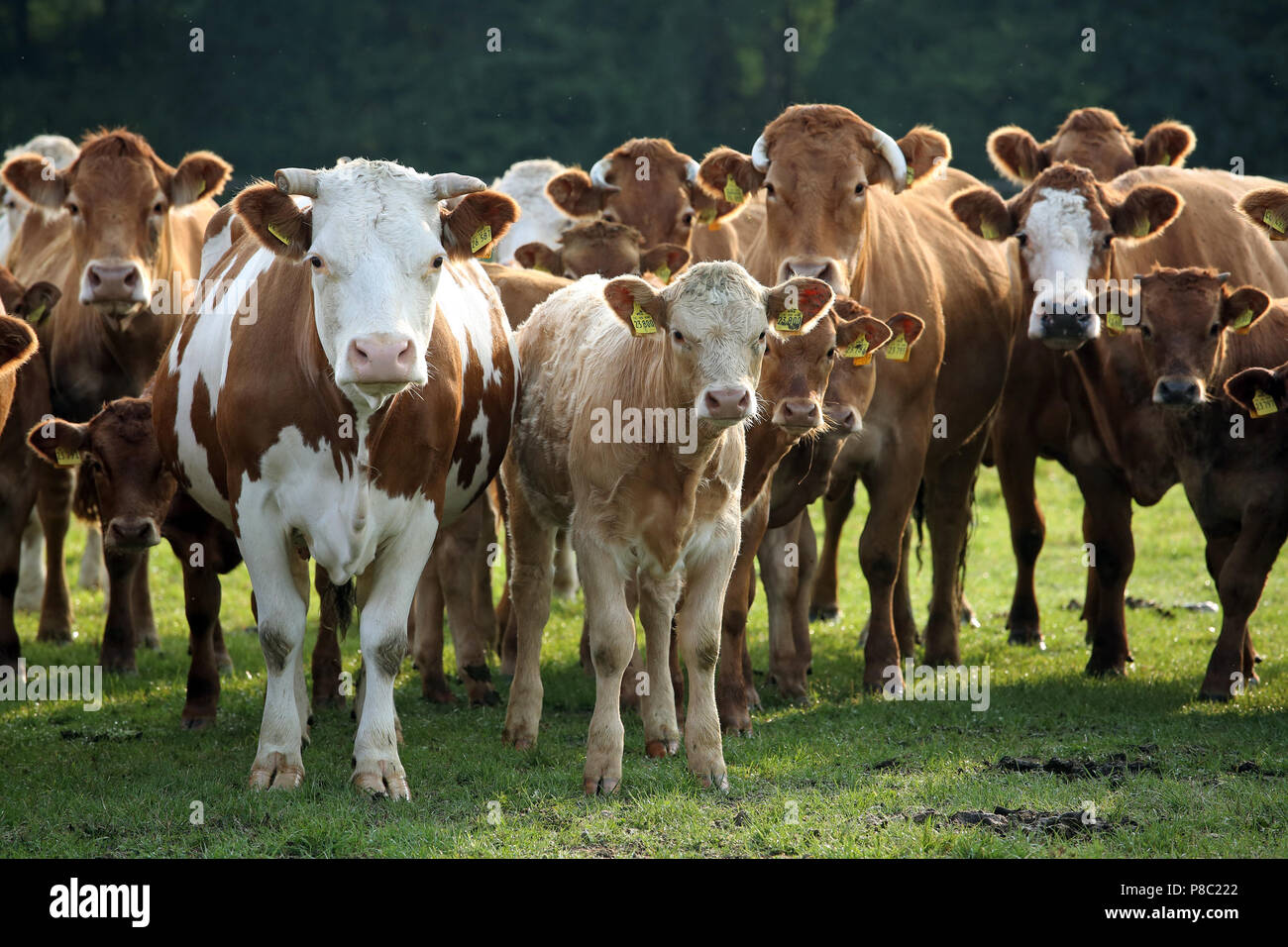 Ascheberg-Herbern, Germany, cattle on a pasture look attentively to the ...