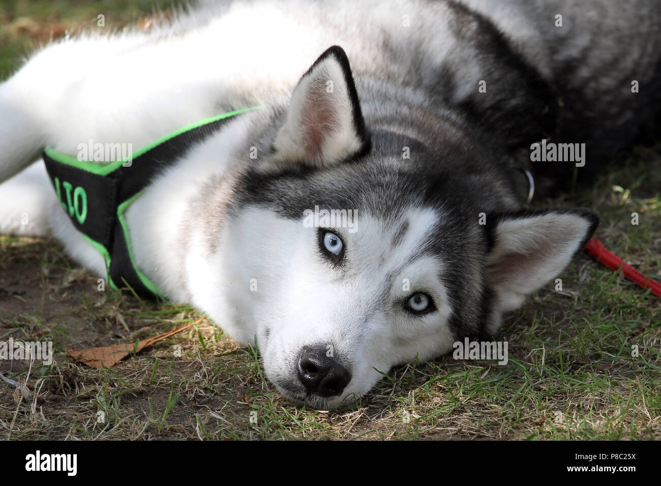 Husky cross hi-res stock photography and images - Alamy