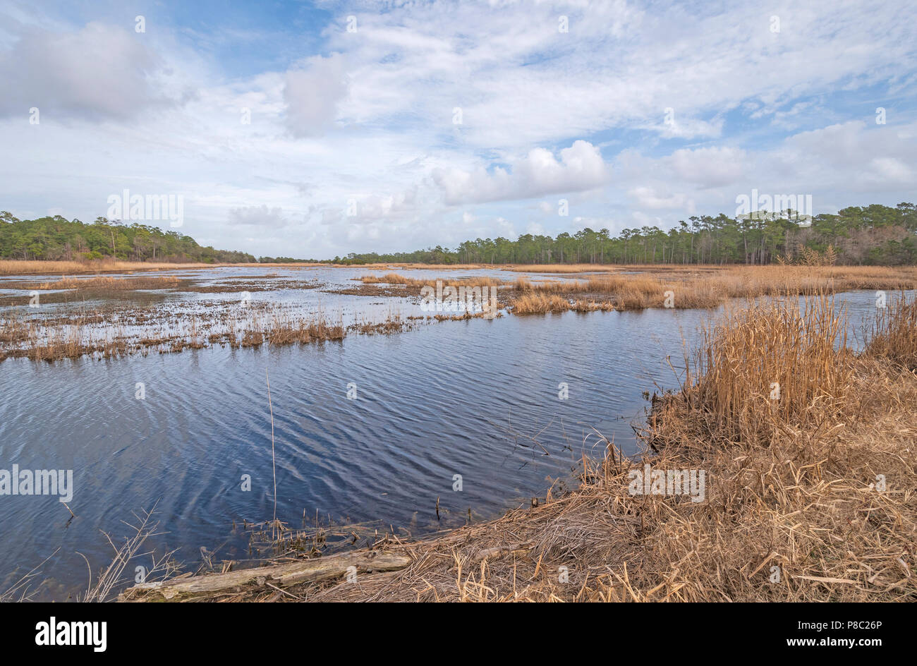 Coastal Wetland on a sunny day in the Santee Coastal Reserve in South ...