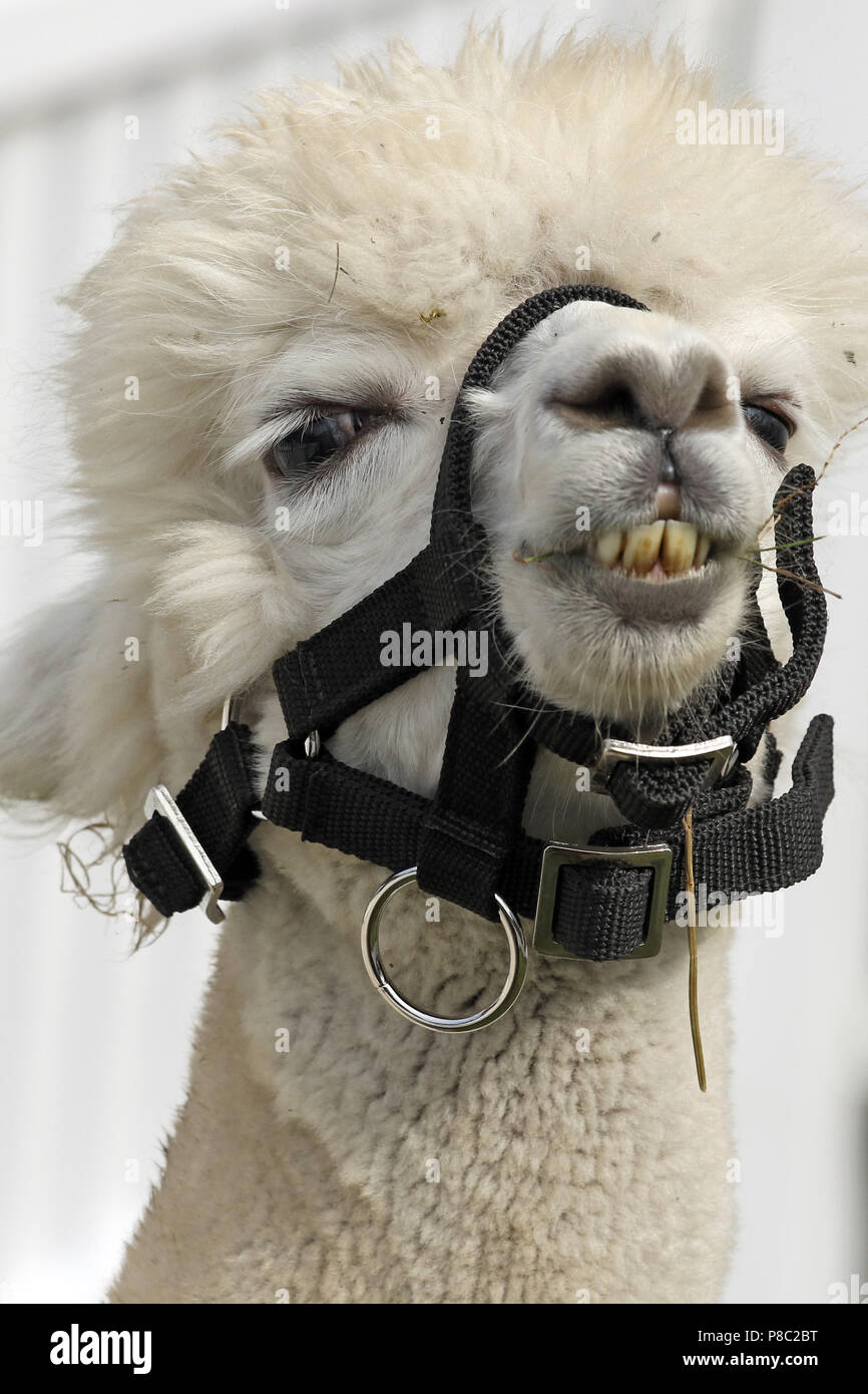 Alpaca pack hi-res stock photography and images - Alamy