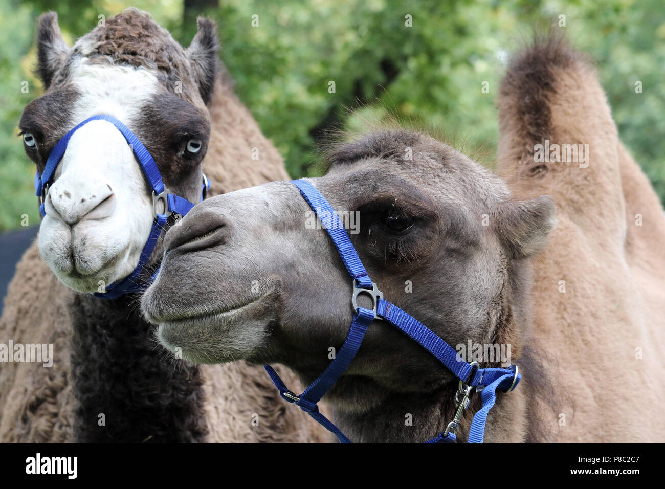 Camel halters hi-res stock photography and images - Alamy