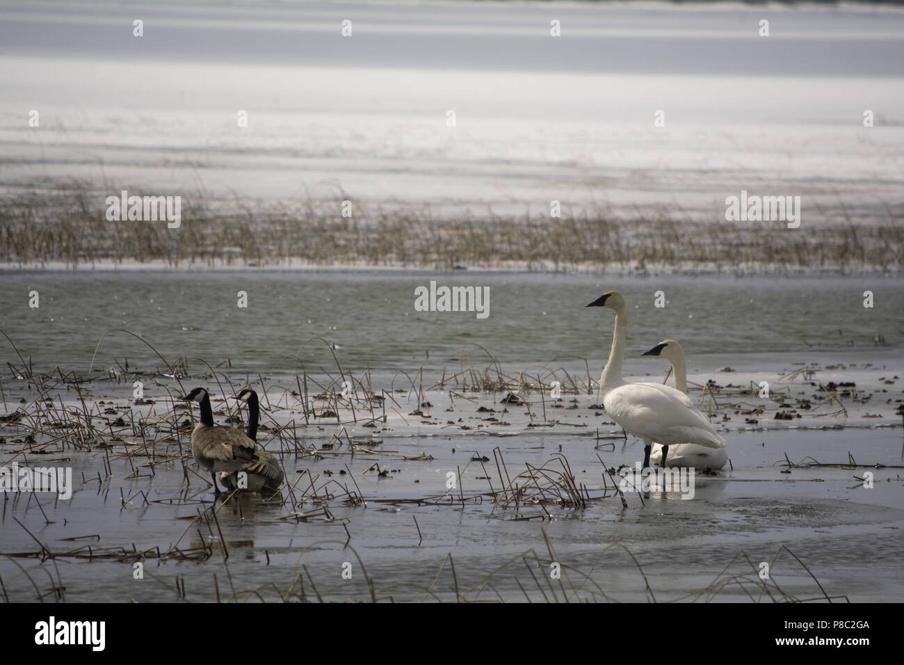 Waterfowl awaiting spring hi-res stock photography and images - Alamy