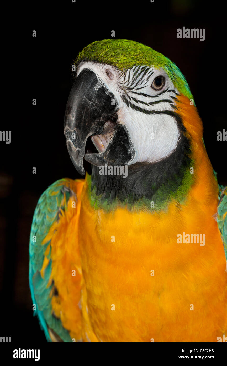 Flightless parrot hi-res stock photography and images - Alamy