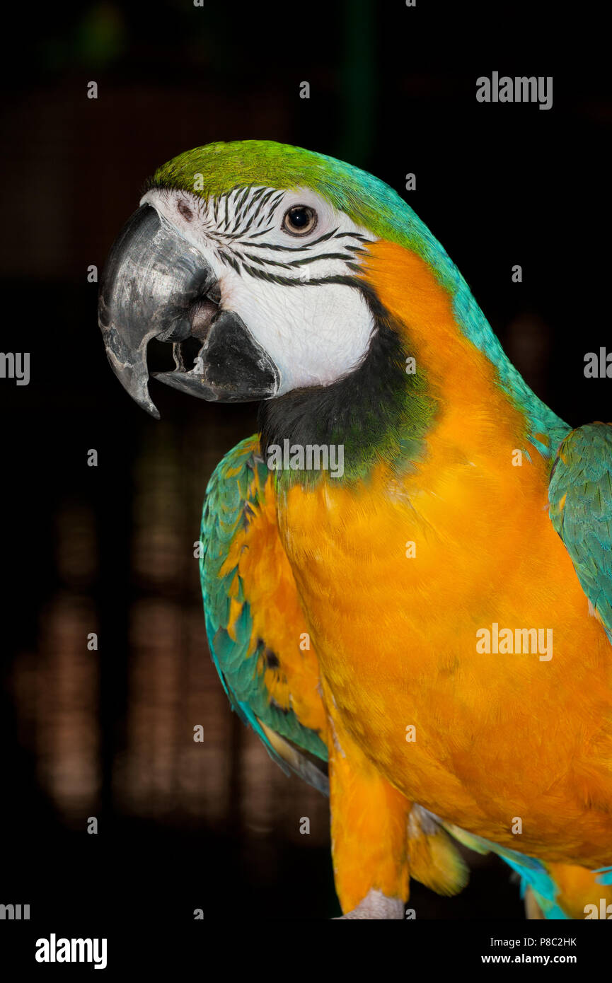 One portrait amazon wildlife hi-res stock photography and images - Alamy