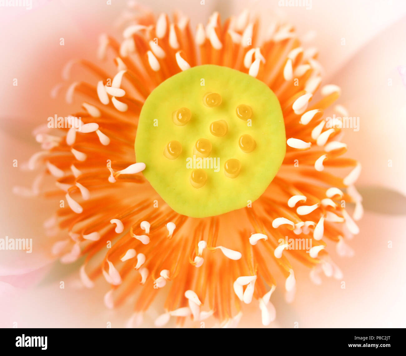 Pink carpel hi-res stock photography and images - Alamy